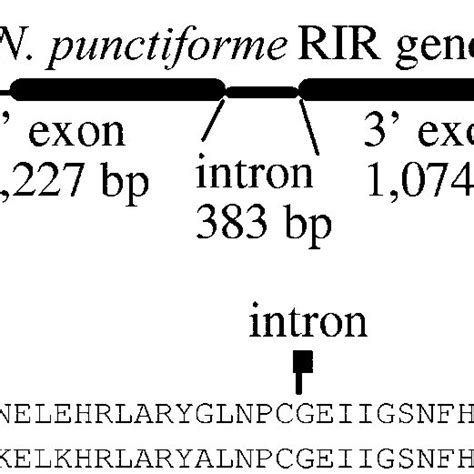 A Hypothetical Model Of Intein Assisted Intron Homing A Bacterial Cell