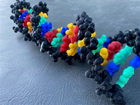 Realistic Dna Model 3d Printed Etsy Uk