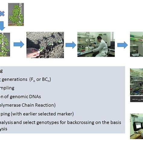 The Main Procedures Of Marker Assisted Selection Technology