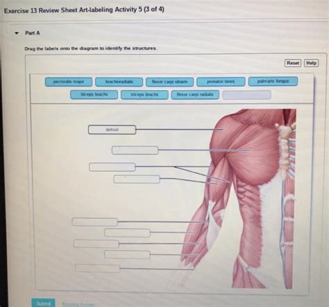 Solved Exercise 13 Review Sheet Art Labeling Activity 5 3