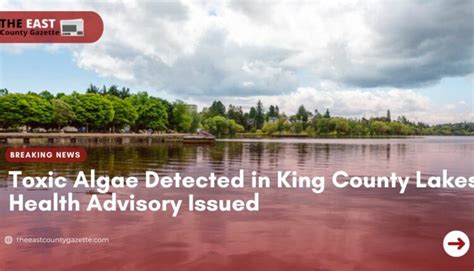 Toxic Algae Detected In King County Lakes Health Advisory Issued The