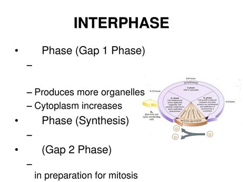 Cell Theory All Living Things Are Made Of Cells Ppt Download Cell Theory All Living Things Are Made Of Cells Ppt Download