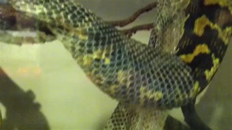 Whimsyfest On Tumblr