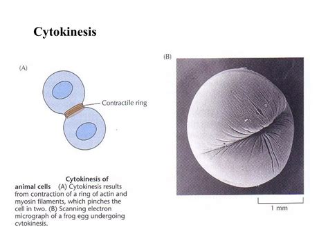 15cell Cycle C Cell Biology Ppt