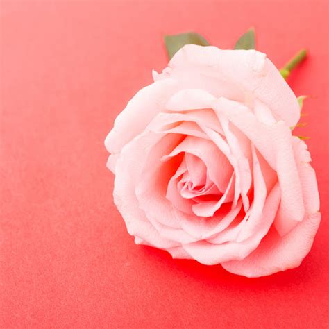 어머니의 넓은 사랑 Youtube Music