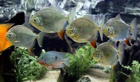 The Best Tank Size And Setup For Silver Dollar Fish