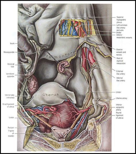 Female Pelvic Anatomy Netter