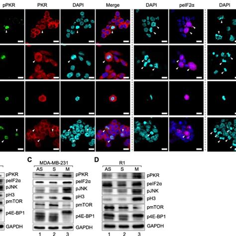 Mitotic Activation Of Pkr Is A Conserved Phenomenon A Mitotic Download Scientific Diagram