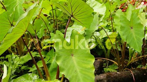 Mengenal Talas Upe Panganan Khas Baruppu Toraja Utara Yang Kini Mulai