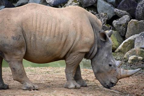 White Rhino