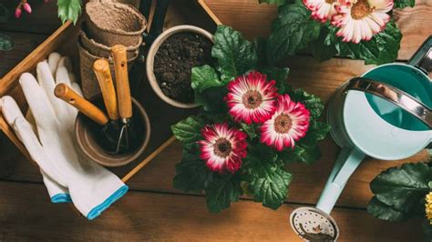 How To Plant And Grow Gerbera Daisies Step By Step Guide