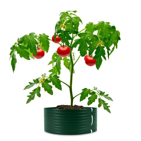 Quest® Flexible Pvc Irrigation Ring For Plant Watering