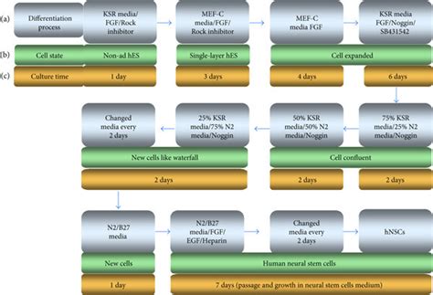 Flow Chart Of Method Used To Obtain Neural Stem Cell Like Cells Derived Download Scientific