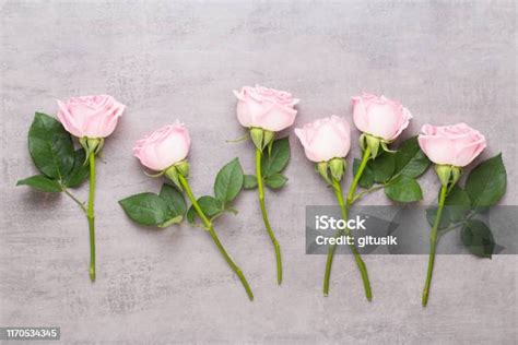 꽃 발렌타인 데이 구성 회색 배경에 분홍색 장미로 만든 프레임 플랫 레이 상단 보기 복사 공간 0명에 대한 스톡 사진 및 기타 이미지 Istock