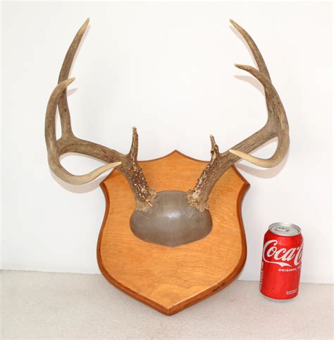 Rustic Taxidermy White Tail Deer Buck Antlers Horns On Wall Mounted