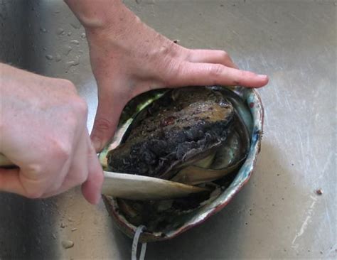 Start With Fresh Whole Abalone Cleaning Sea Shells Abalone Sea Shells Diy