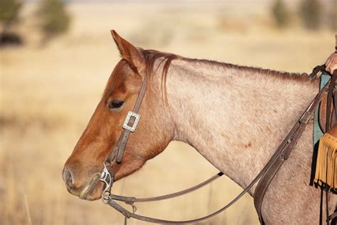 Lyme Disease In Horses Horsemans News