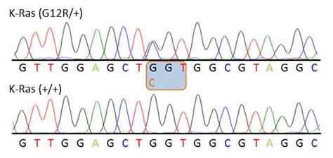 Kras G12r Reference Standard 50 1 Ffpe Curl