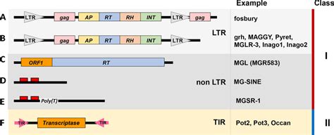 Schematic Representation Of The Structural Feature Of Transposable