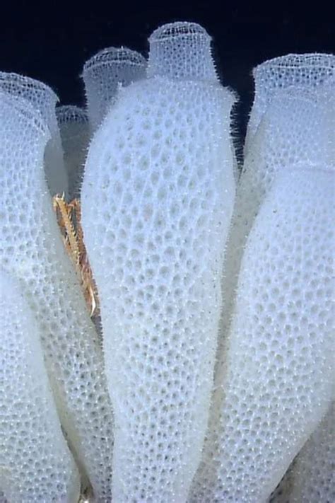 What Is The Phylum Porifera Classification Characteristics