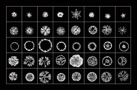 Plane Tree DWG Plan For AutoCAD Engineering Design