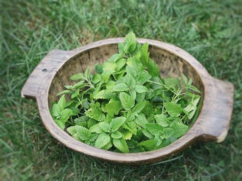 Lemon Balm Vs Mint Which One Should You Use And Grow