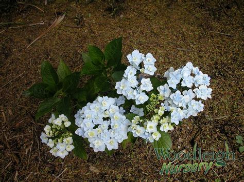 Hydrangea Macrophylla Trophy Woodleigh Nursery