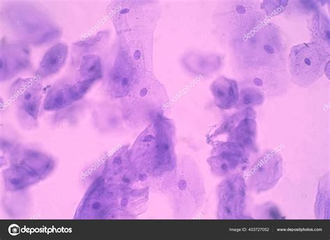 Human Epithelial Cells Under Microscope