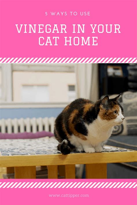 Vinegar For Fleas Cats