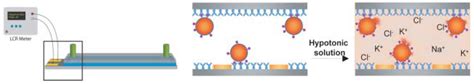 Microfluidic Assays For Cd4 T Lymphocyte Counting A Review