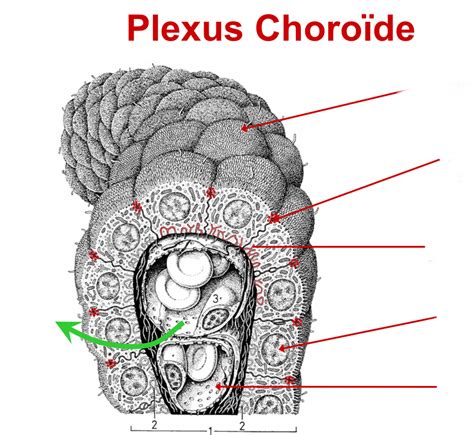 N Plexus Choroïde Pt 2 Diagram Quizlet