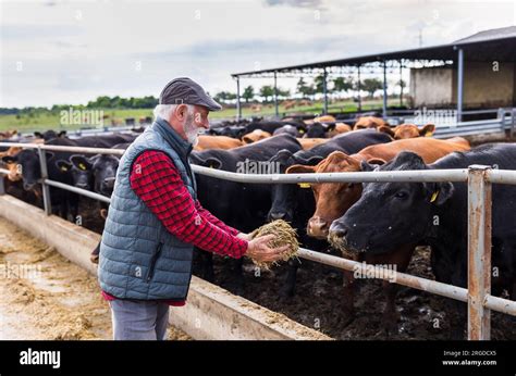 Reifer Bauer Der Schwarze Angus Rinder Auf Der Ranch Füttert