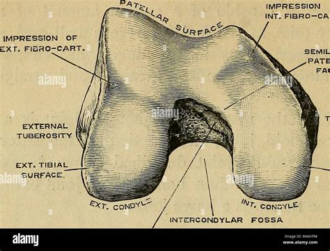 Elementary Physiology Ext Tibial I — Surface Internal Tuberosity