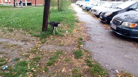 Јагодина изгубљен пас ГЛАС ПОМОРАВЉА