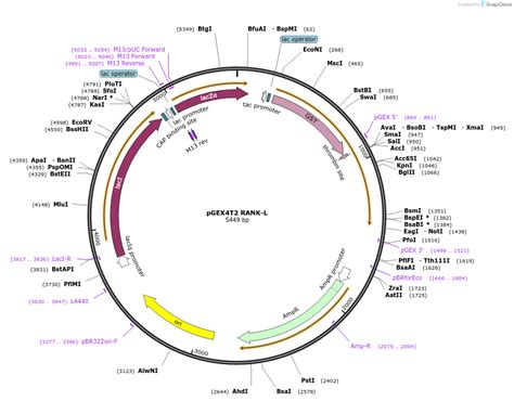 Addgene Pgex4t2 Rank L