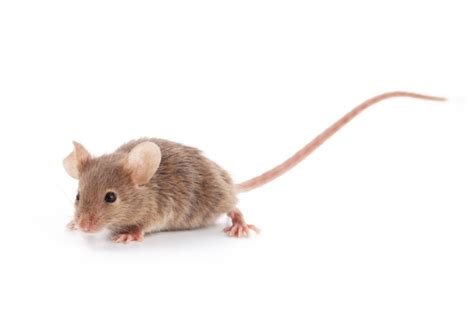 Sex Typical Behavior Of Mice Guided By Differences In Brains Gene Activity