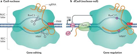 Crispr Cas9系统 转录调控篇