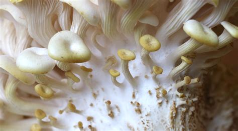 Pleurotus Citrinopileatus The Ultimate Mushroom Guide