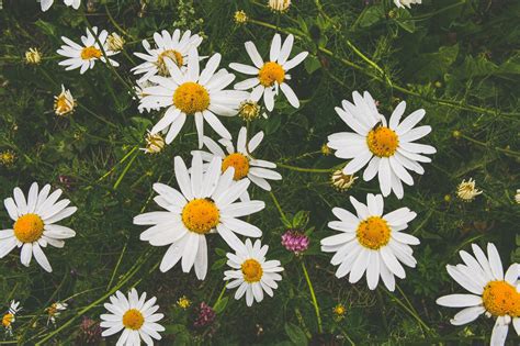Chamomile Daisy Glade Free Photo On Pixabay Pixabay