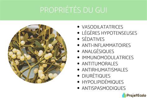 Gui CaractÉristiques PropriÉtÉs Et Bienfaits