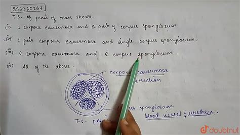 Corpora Cavernosa And Corpus Spongiosum