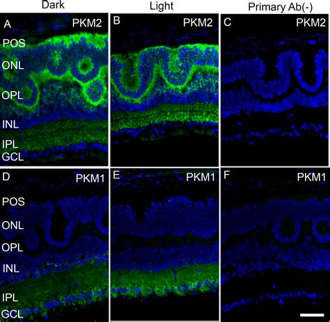 Immunofluorescence Analysis Of Pkm2 And Pkm1 In Cone Dominant Retinas Download Scientific