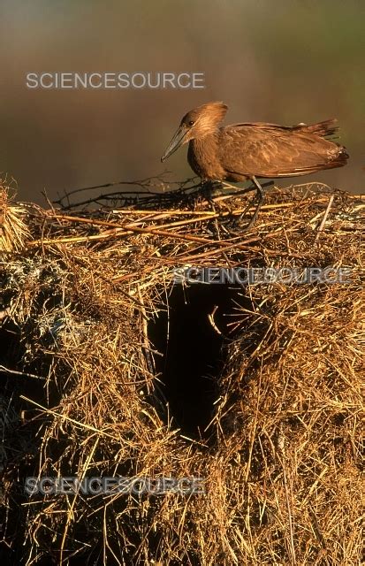 Hamerkop At Nest Stock Image Science Source Images