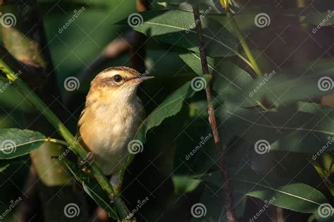 Small Well Marked Warbler Stock Image Image Of Yellow 270204873
