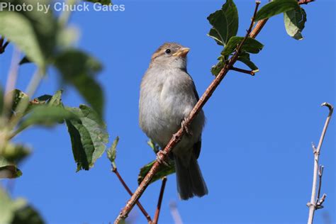 House Sparrow East Cascades Audubon Society
