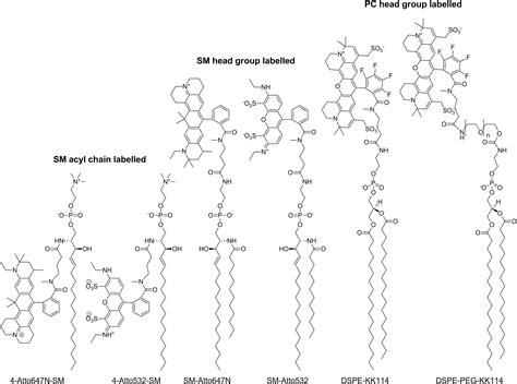 Fluorescent Probes For Lipid Rafts From Model Membranes To Living