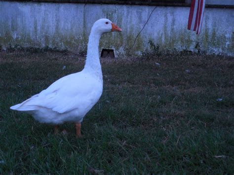 Embden Goose How To Tell Sex Page 4 Backyard Chickens Learn How