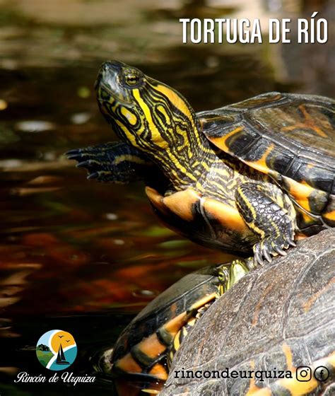 Tortuga De Río Rincón De Urquiza