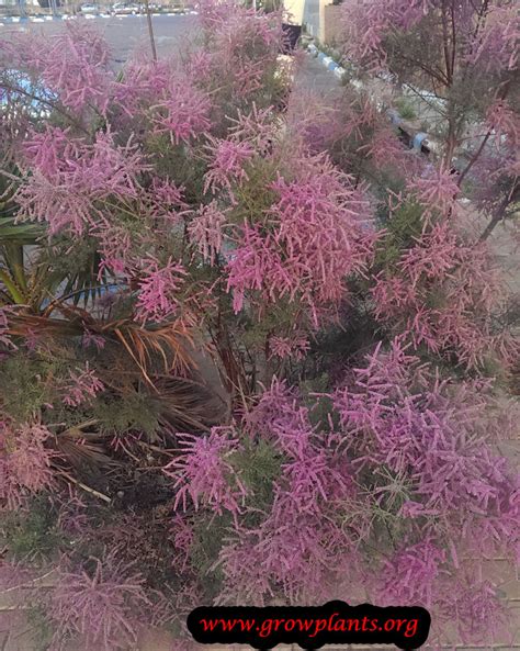 Tamarisk How To Grow And Care