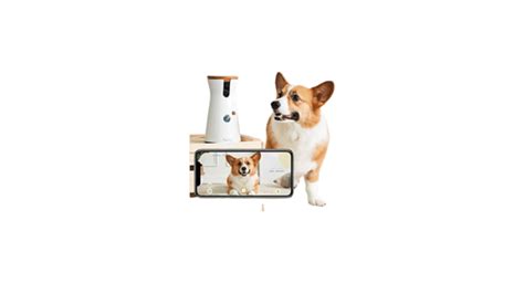 Caméra Pour Chat Et Chien Furbo 360